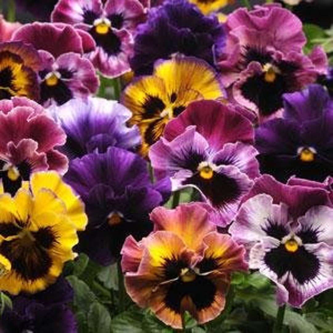 Pansy Fizzy Fruit Salad Mix - Etsy
