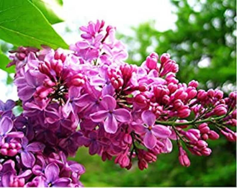 Lilac Bush Seeds , Mixed Colors - Etsy