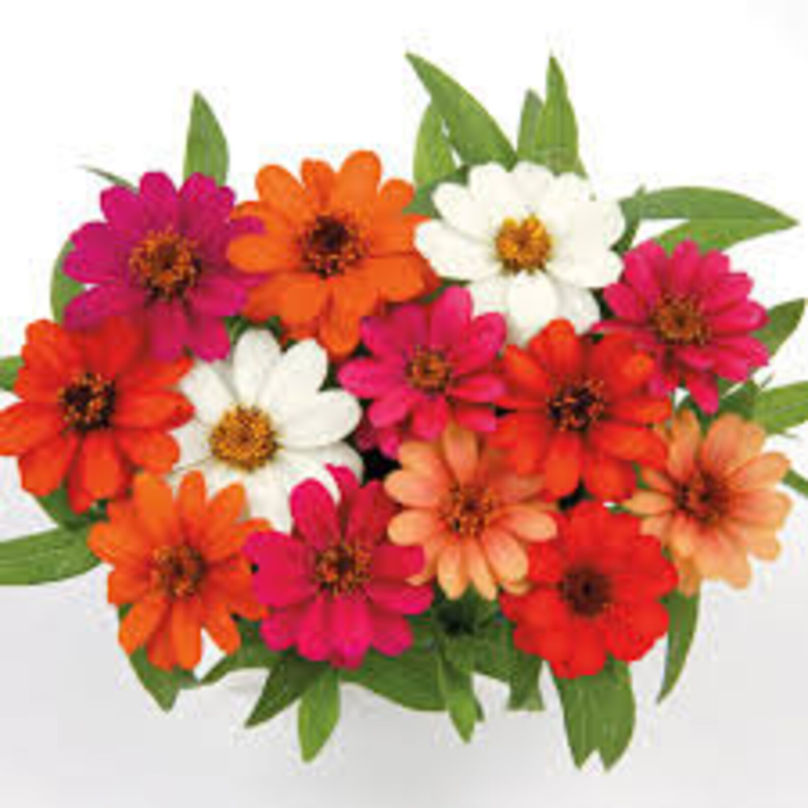 Zinnia Profusion Mix Five Colors 20 Seeds - Etsy