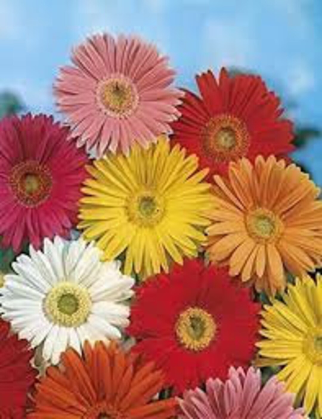 Gerbera Giant Hybrid Mix - Etsy