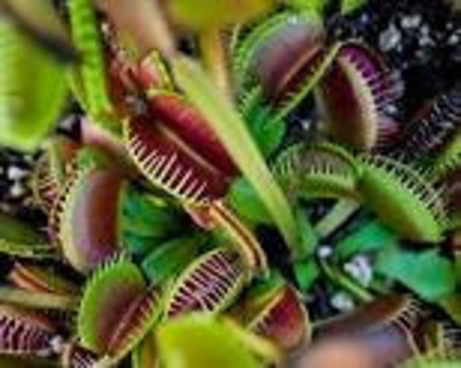 Dionaea Venus Fly Trap Seeds 10 Seeds - Etsy