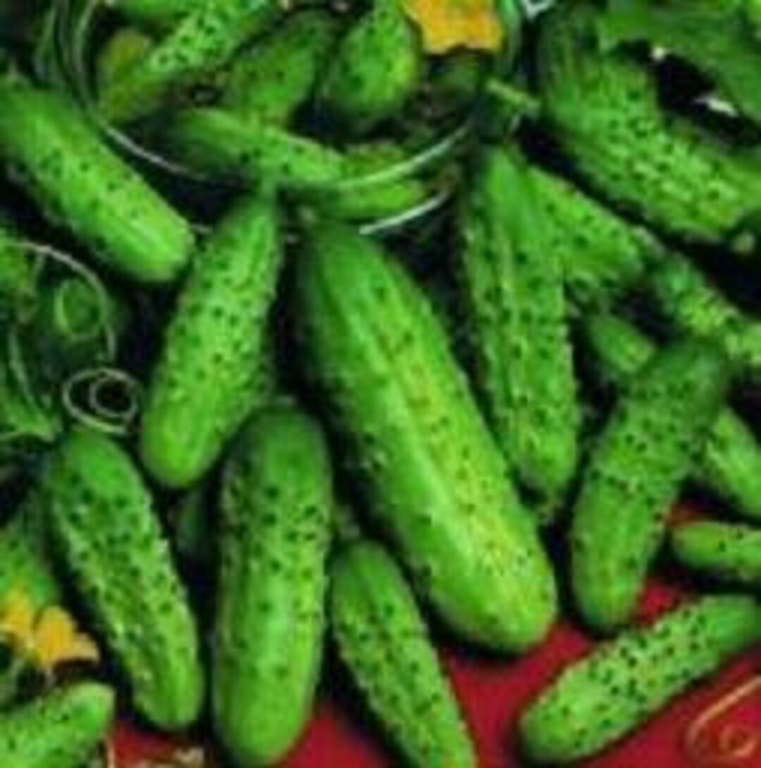 Cucumber, Backyard Pickler - Etsy