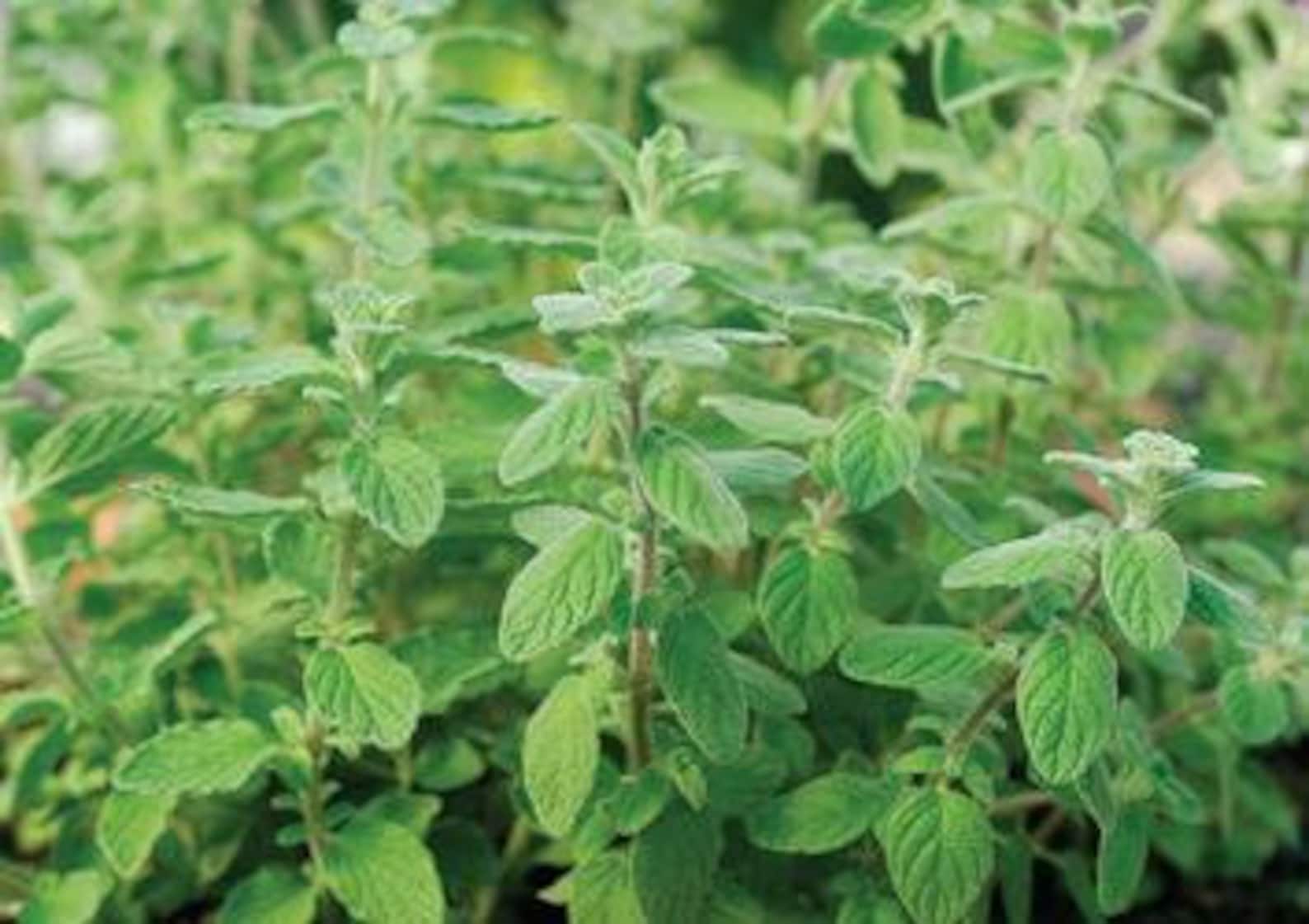 Oregano, Zatar 20 Seed Pack - Etsy