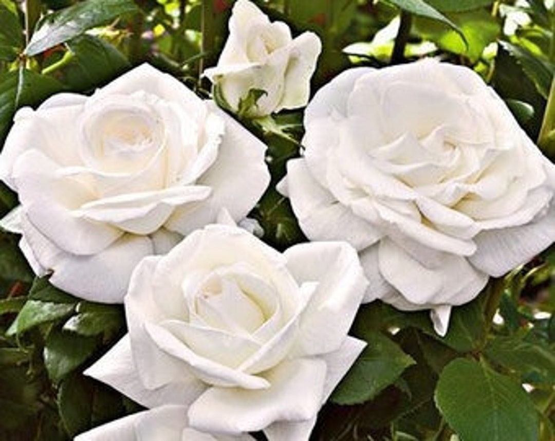 Sugar Moon Rose - Etsy