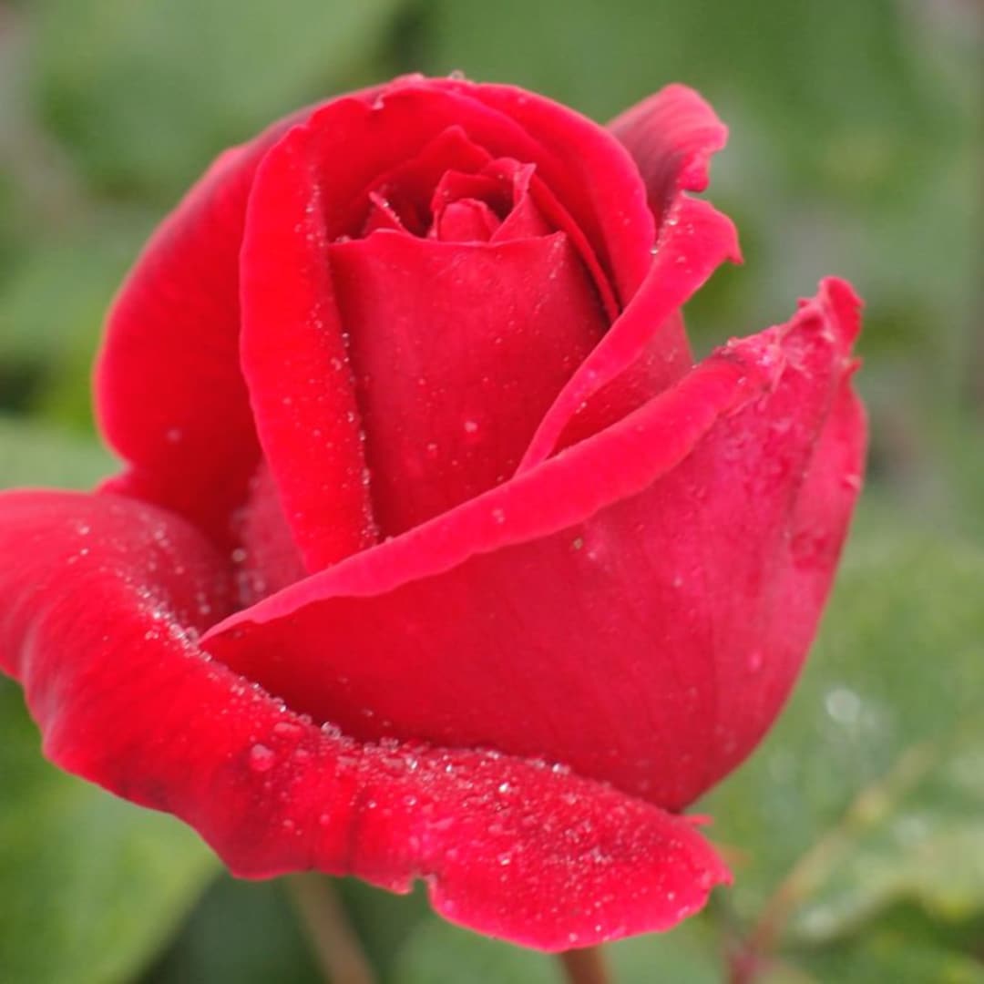 Mr. Lincoln Hybrid Tea Rose Seeds - Etsy