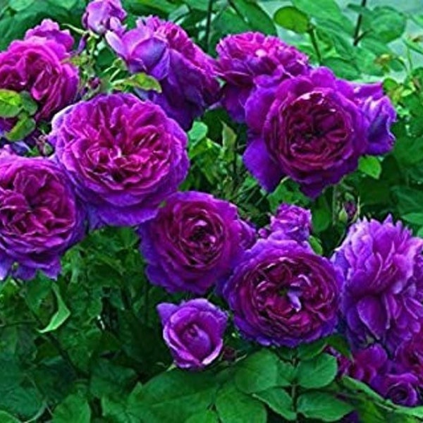 Purple Climbing Rose - Etsy
