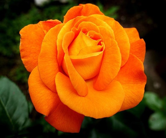 Orange Rose Bush