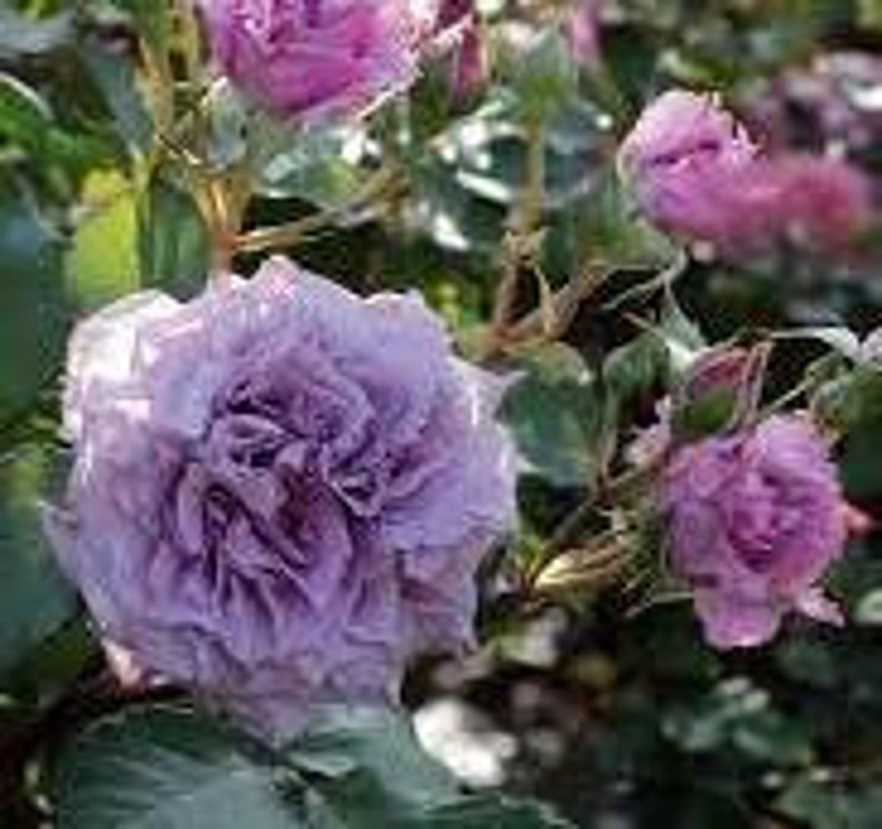 Colin Craven Rose 8 Rose Seed - Etsy