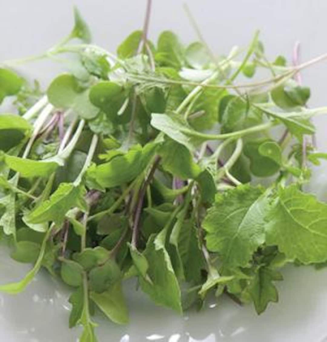 Greens Micro Mix Salad - Etsy Österreich