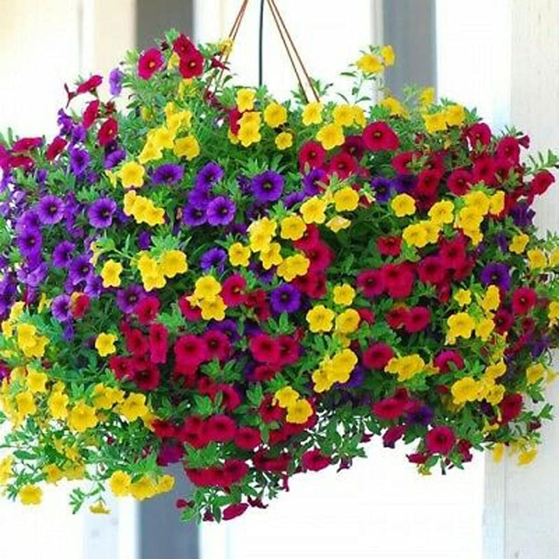 Calibrachoa Seeds - Etsy