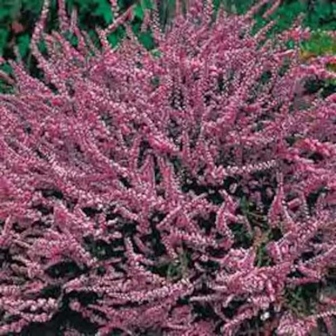 Calluna Vulgaris - Etsy