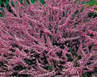Heather Seeds calluna Vulgaris Packet of 20 Seeds Palm Beach Seed ...