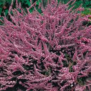 Calluna Vulgaris - Etsy
