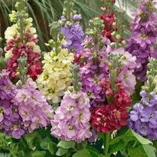 Stock Column Mix - Etsy