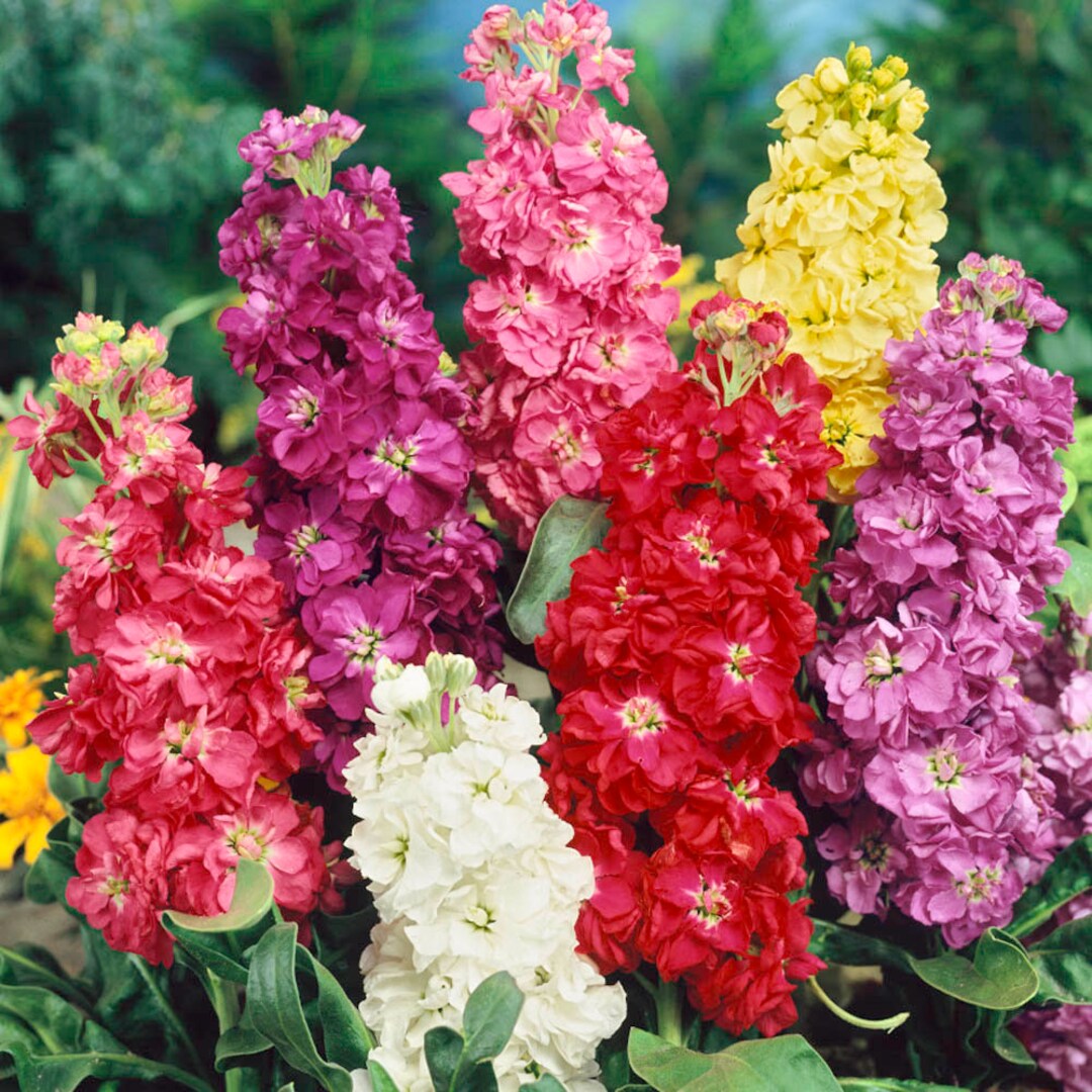 Stock Column Mix - Etsy