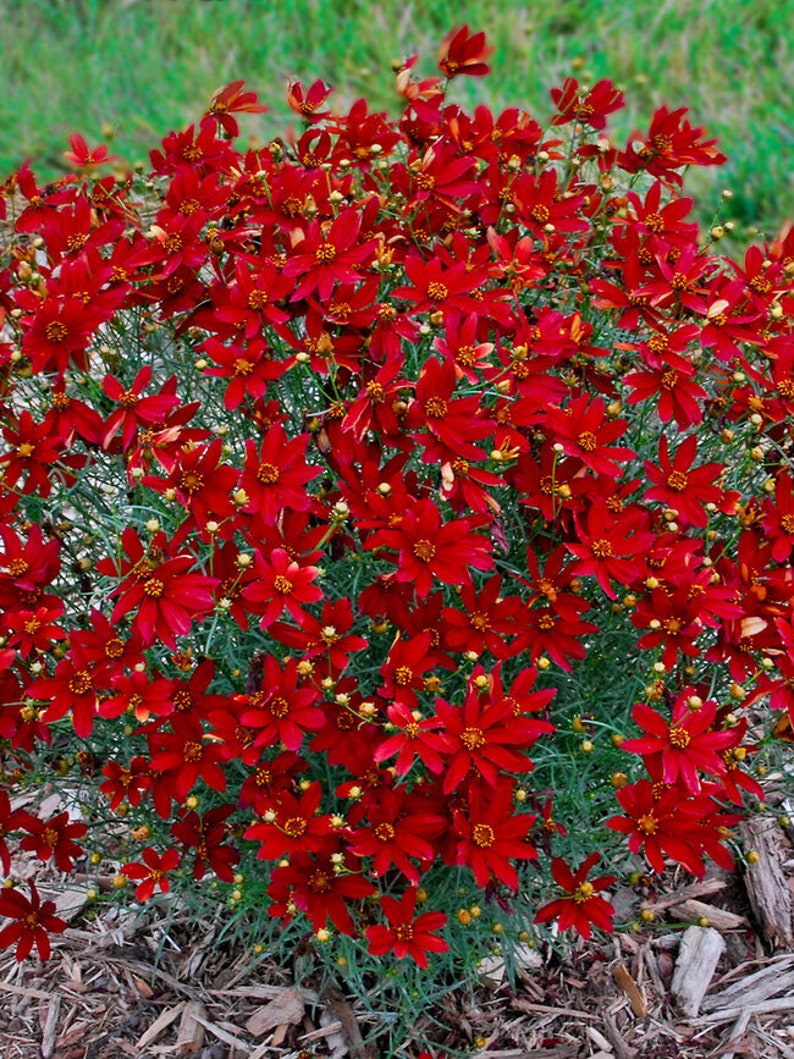 Coreopsis, Red River Valley - Etsy