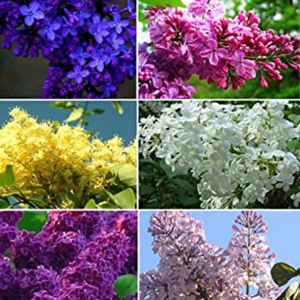 Lilac Seeds - Etsy