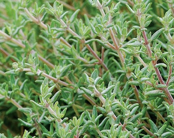 Orange Thyme thymus Fragrantissimus 25 Seeds - Etsy