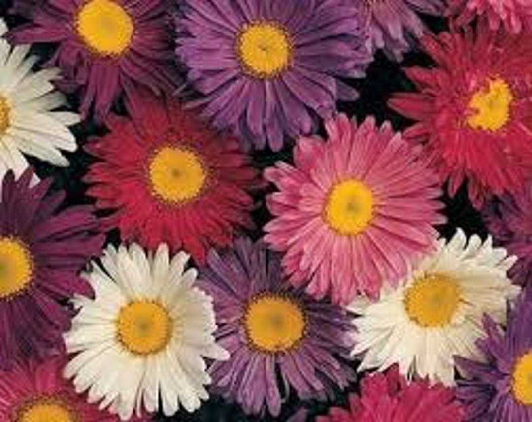 Aster Andrella Giant Mix - Etsy