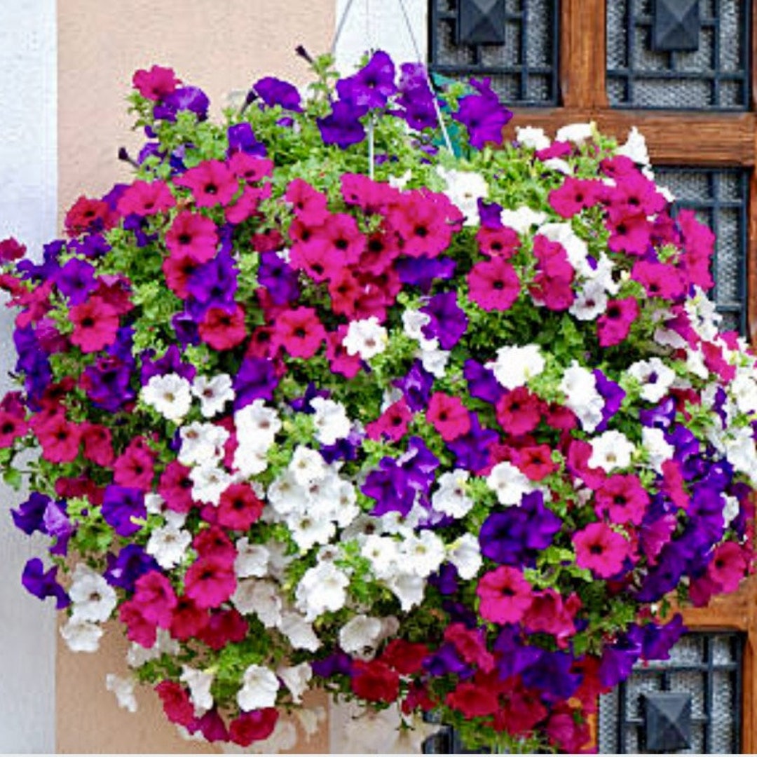 Petunia, Super Cascade Mix 25 Seeds - Etsy