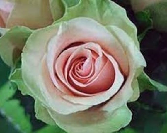 Dancing Queen Rose Bush Seed - Etsy
