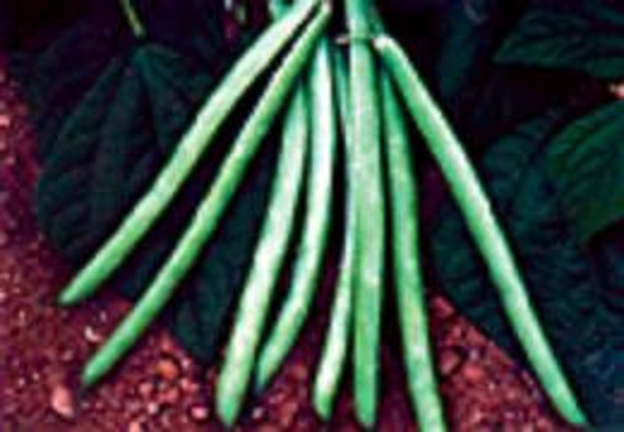 Bean Blue Lake green Bean - Etsy