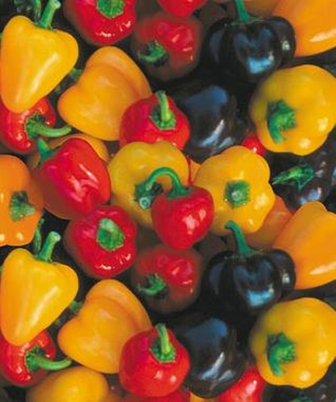 Pepper, Baby (mini) Bell Mix - Etsy