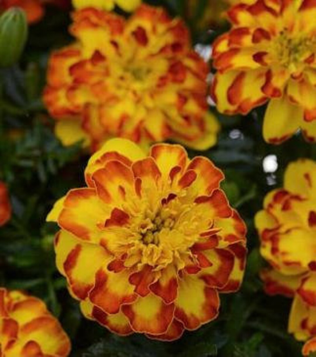 Marigold Flamenco - Etsy