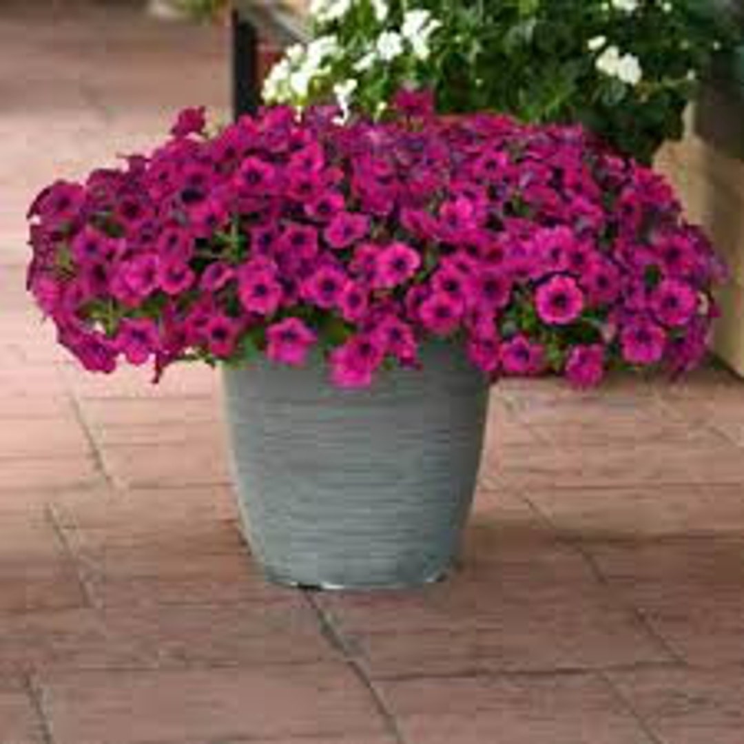 Petunia Wave Purple - Etsy