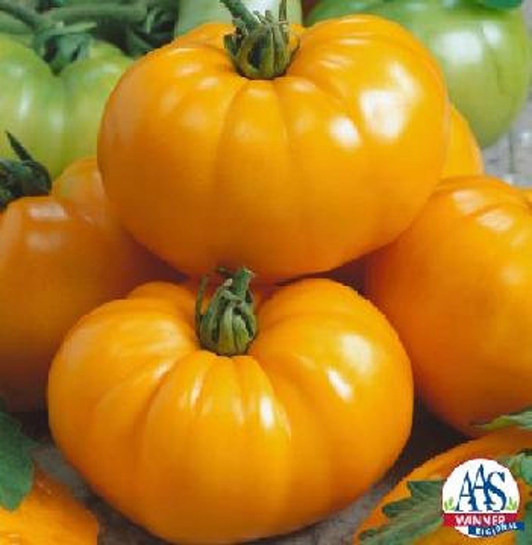 Tomato, Chefs Choice Yellow 25 Seed Pack - Etsy