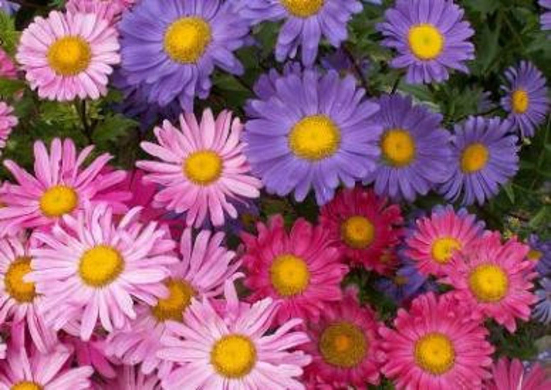 Aster Rainbow Mix Seeds - Etsy