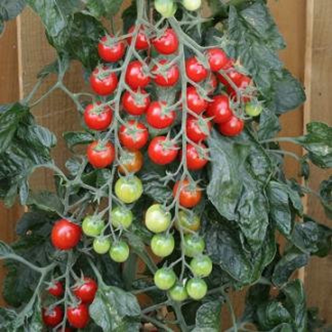 Tomato, Rapunzel 10 Seed Pack - Etsy