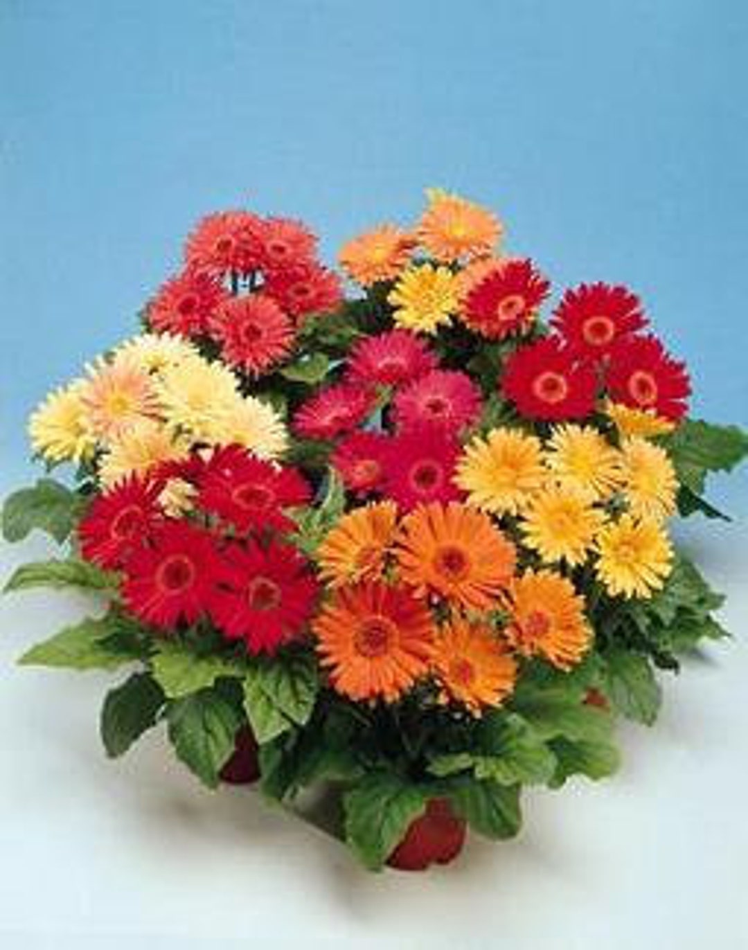 Gerbera Daisy Giant Hybrids - Etsy