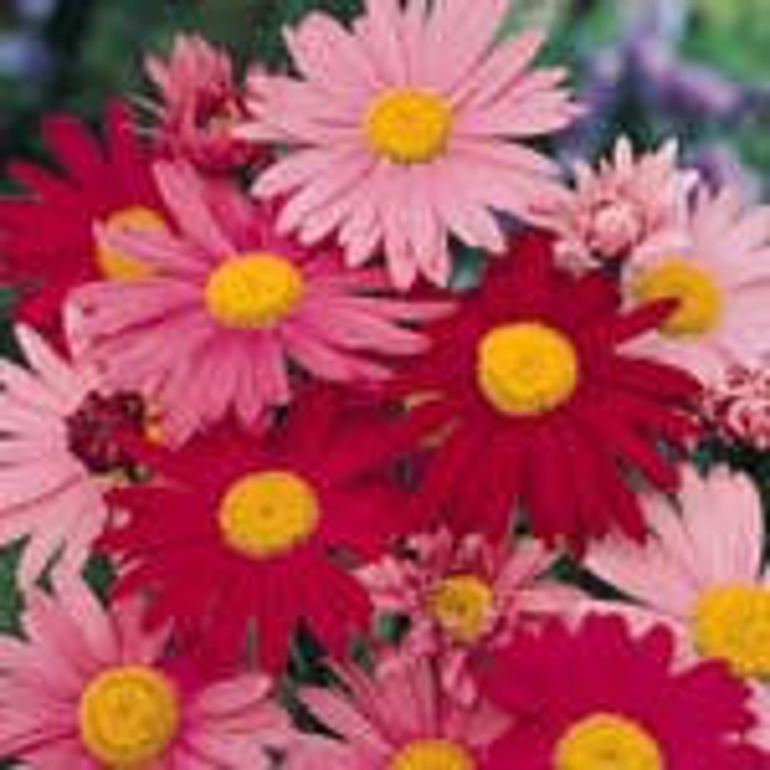 Tanacetum Coccineum Double Mix (painted Daisy) - Etsy