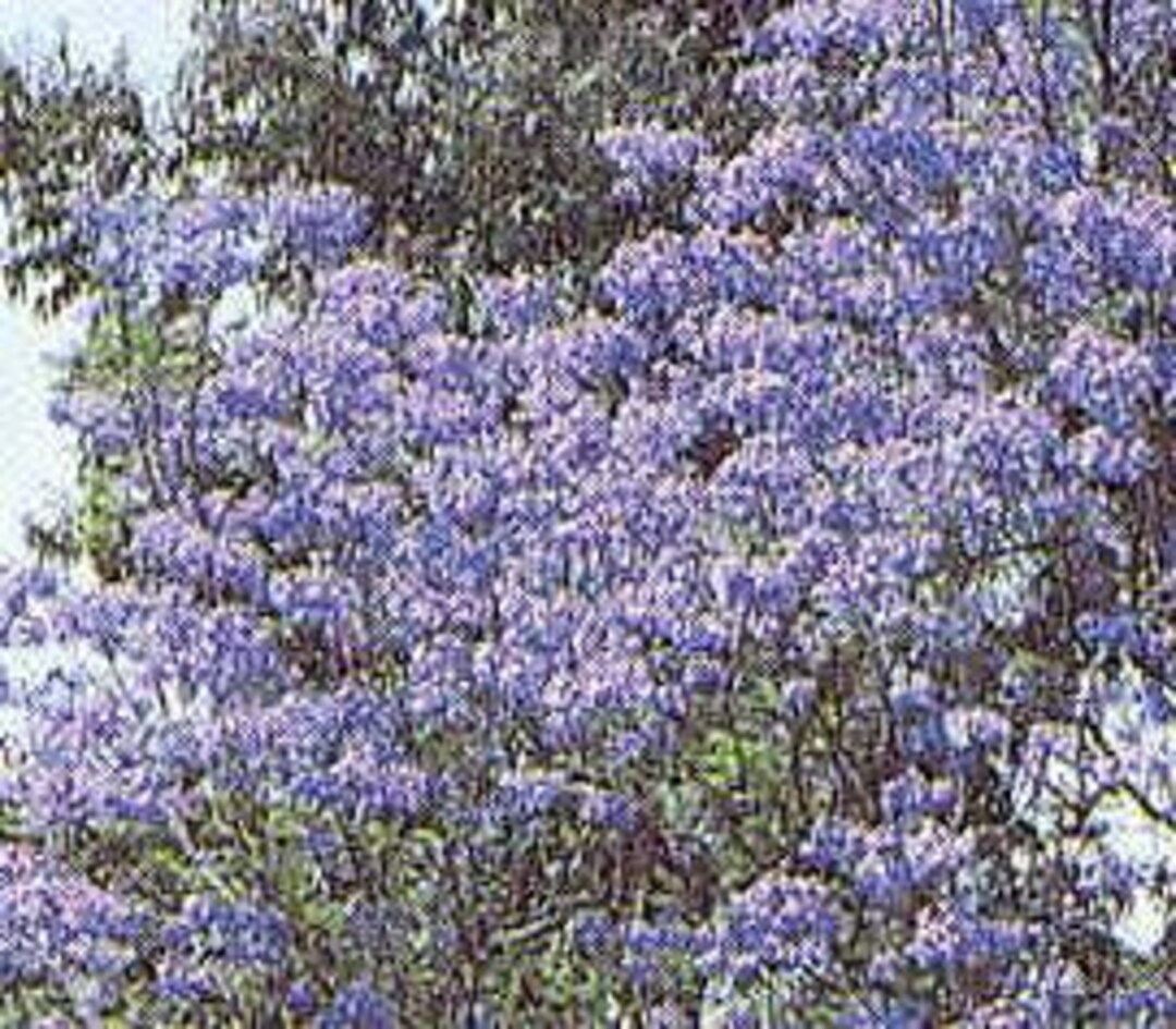 Jacarranda Plant - Etsy