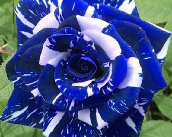 Blue Rose Bush