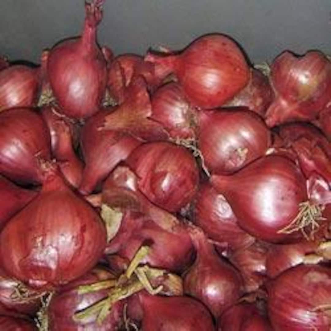 Onion Shallots Red Gourmet 25 Seed Pack - Etsy