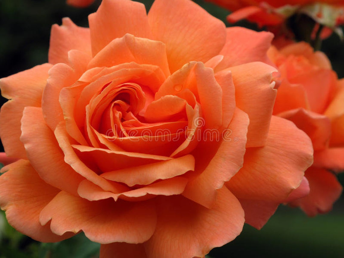Tropicana Hybrid Tea Rose Seeds - Etsy