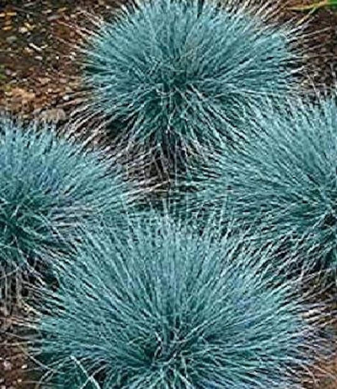 Festuca Ovina Glauca - Etsy
