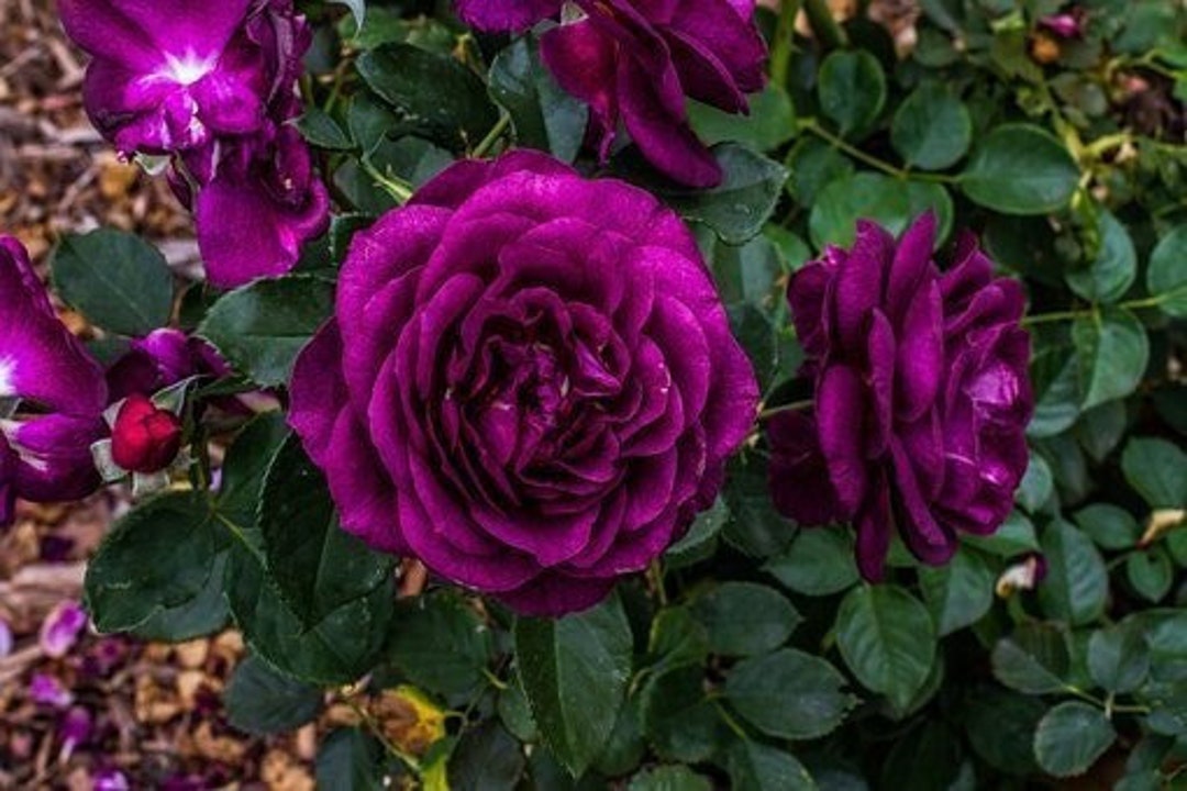 Rare Twilight Rose Seed - Etsy