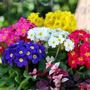 Primula, Primrose Multi Colored - Etsy