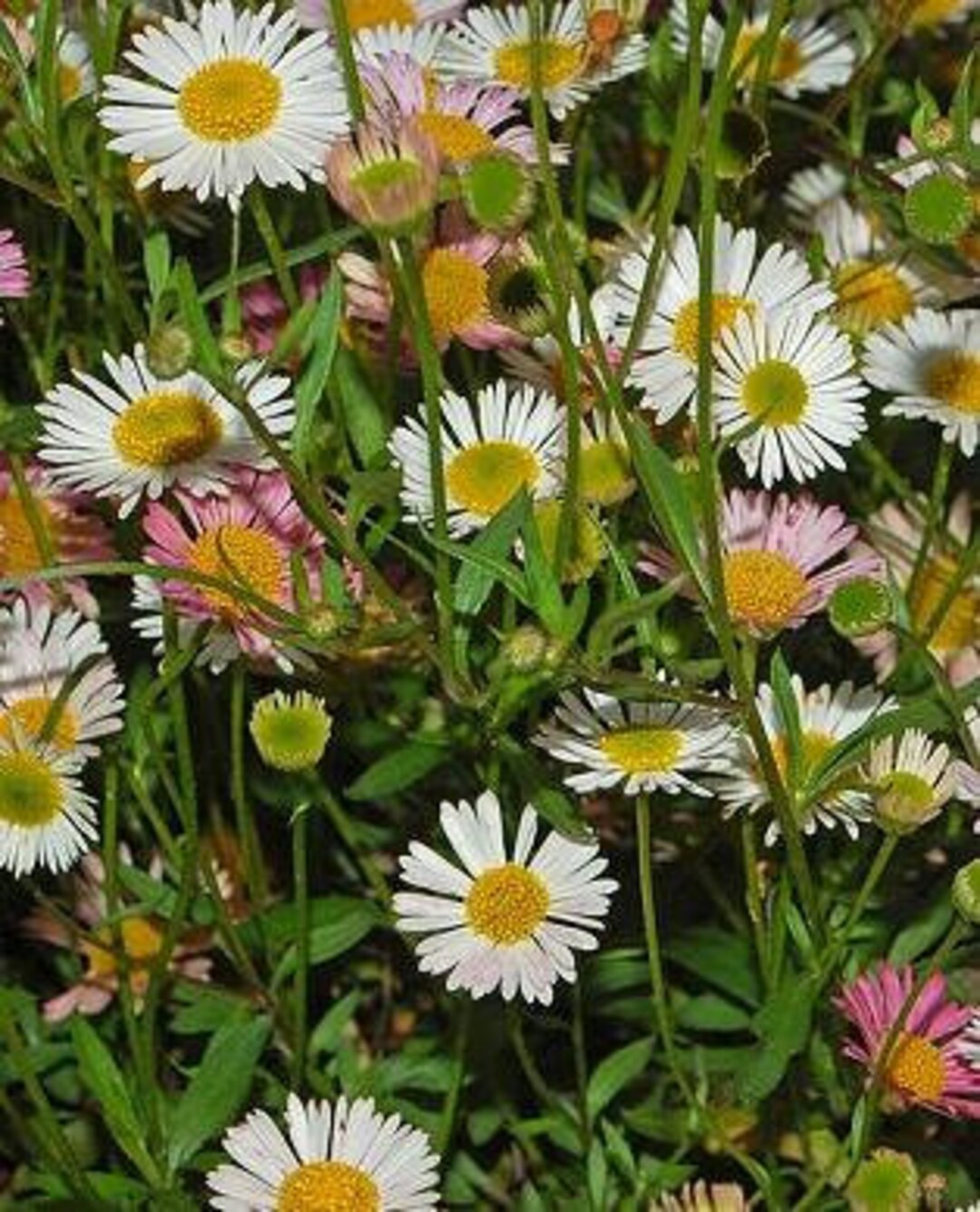 Fleabane 20 Seeds - Etsy