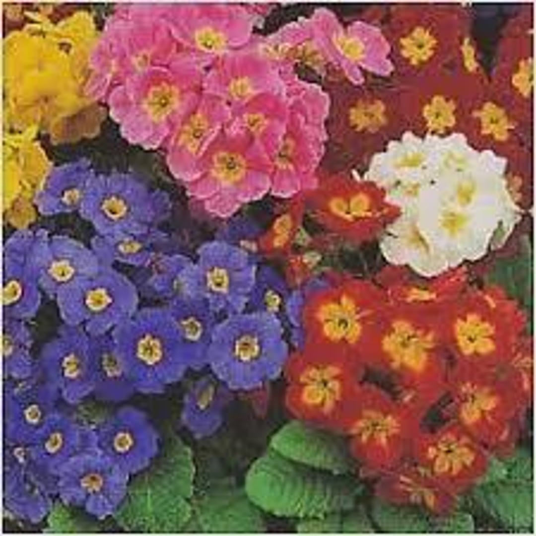 Primula Polyantha (elatior) Gigantea - Etsy