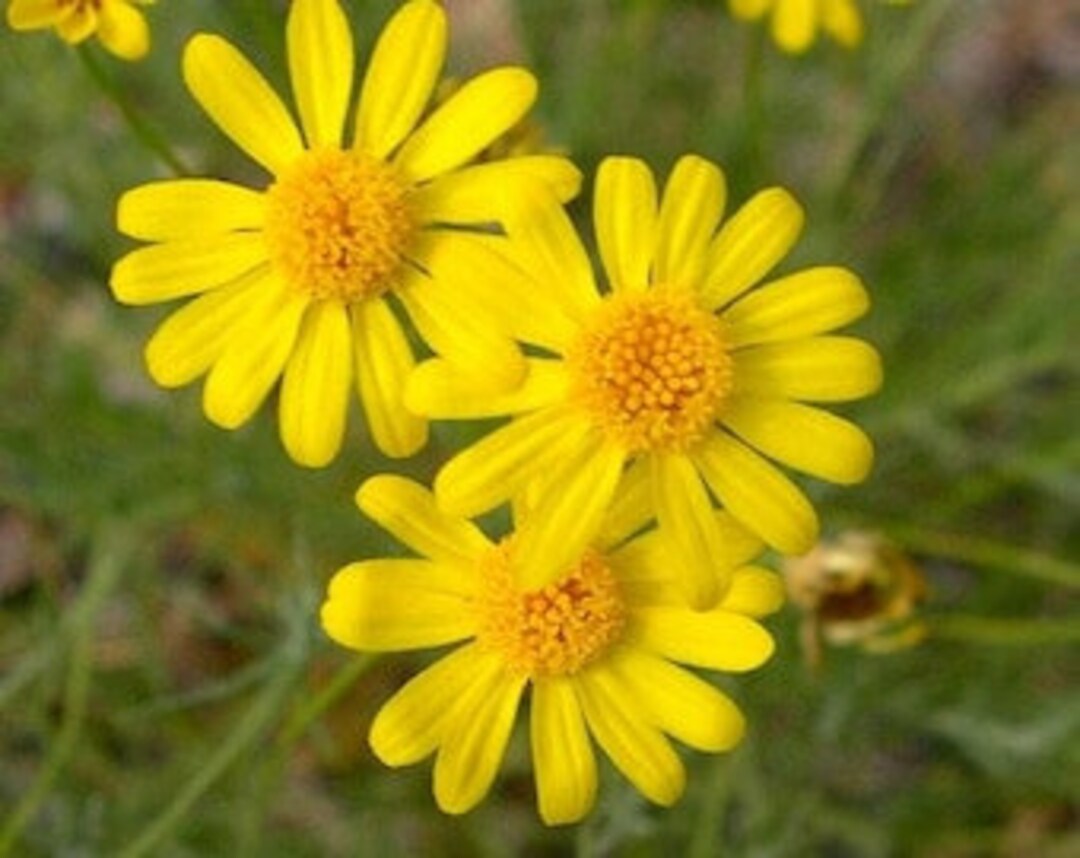 Daisy, Dahlberg Shooting Star -thymophylla Tenuiloba - Etsy