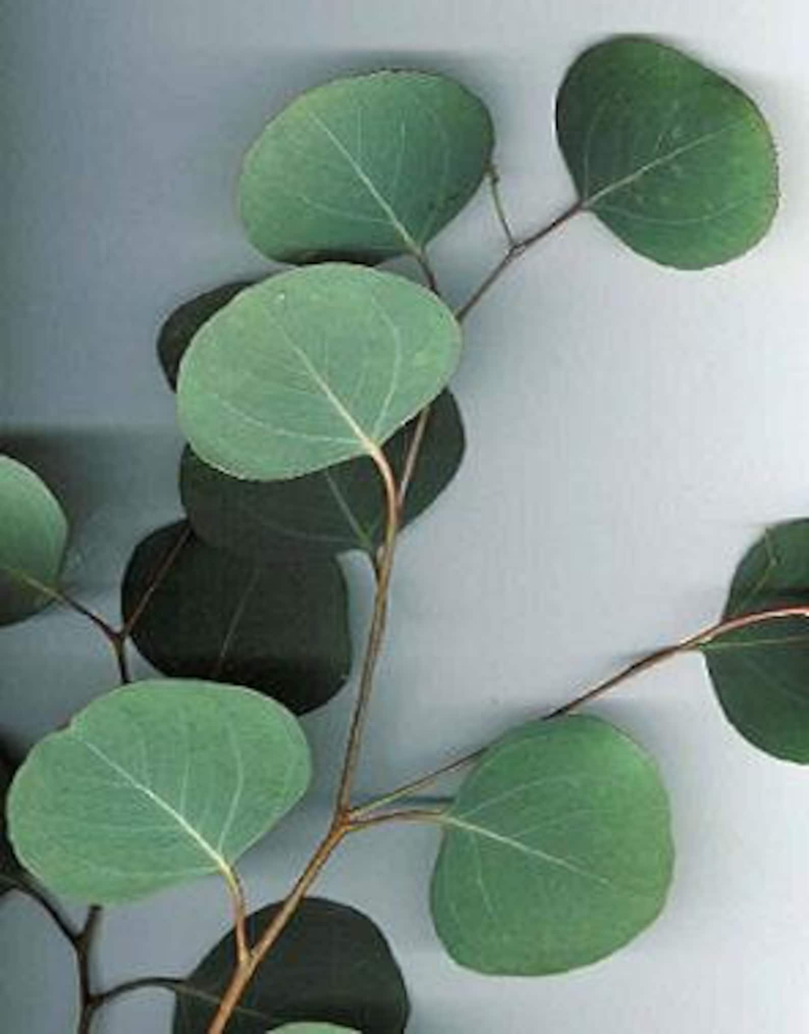 Eucalyptus Polyanthemos - Etsy Canada