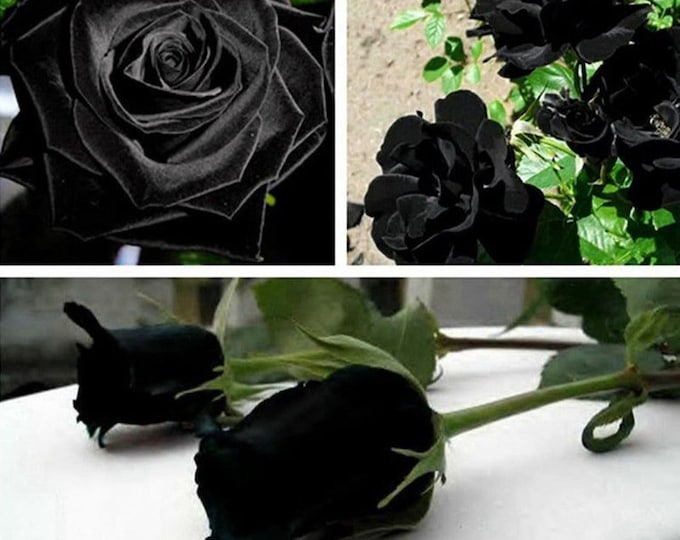 Black Rose Bush Seeds - Etsy