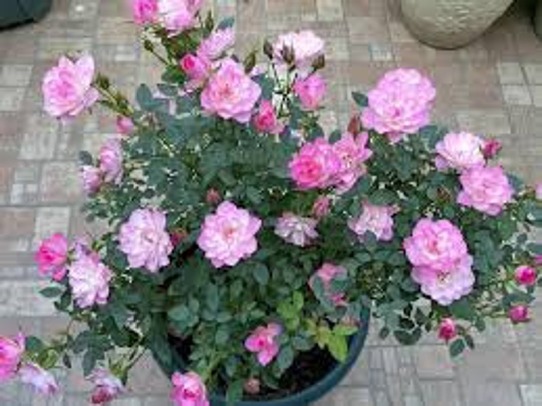 Lotus Star Rose Seeds - Etsy