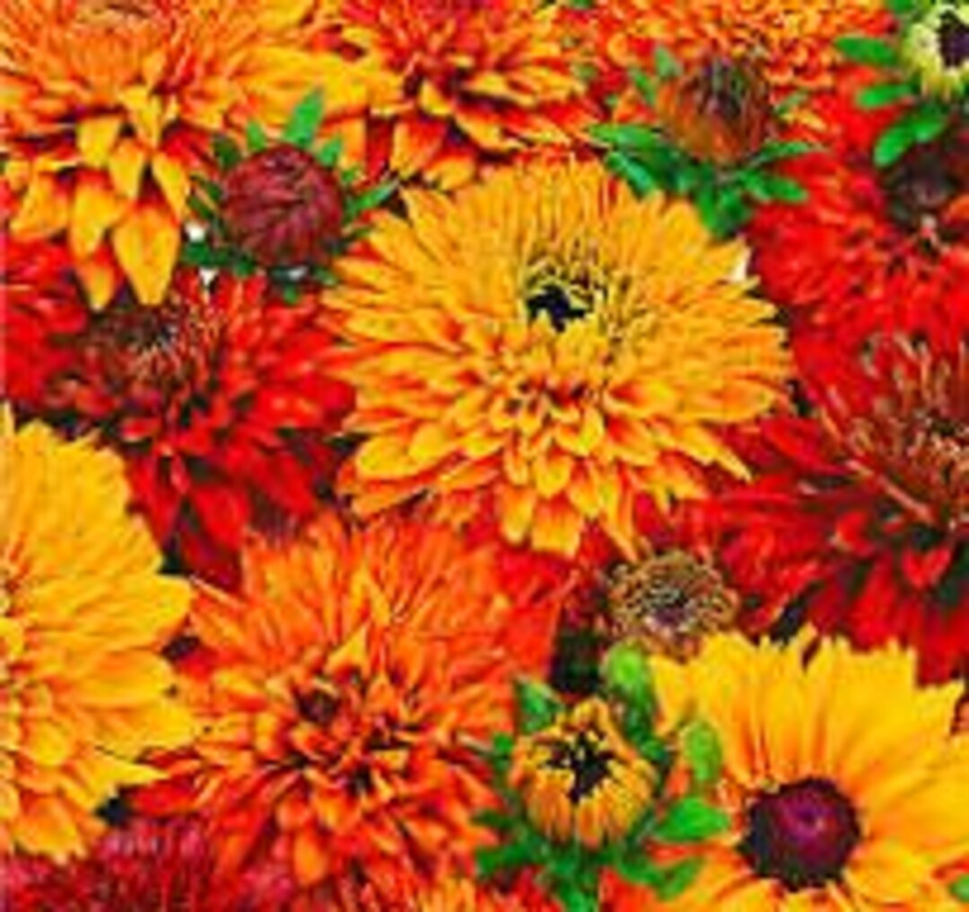 Rudbeckia, Moroccan Sun 25 Seeds - Etsy