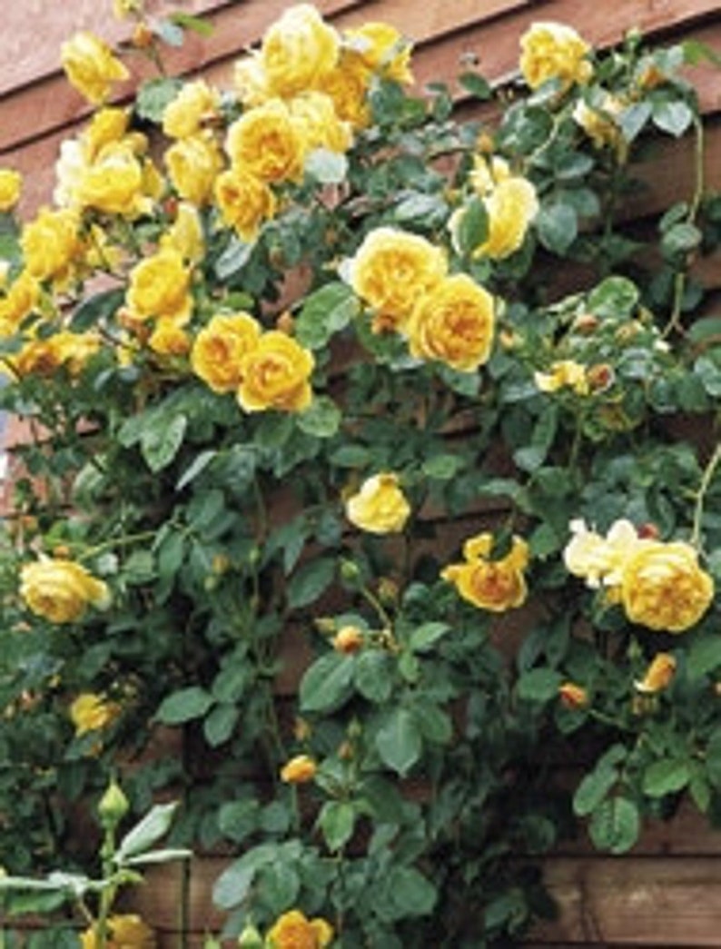 Yellow Climbing Rose Bush Seeds - Etsy