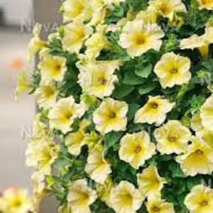 Petchoa Caliburst Yellow PL 10 Seed Pack - Etsy